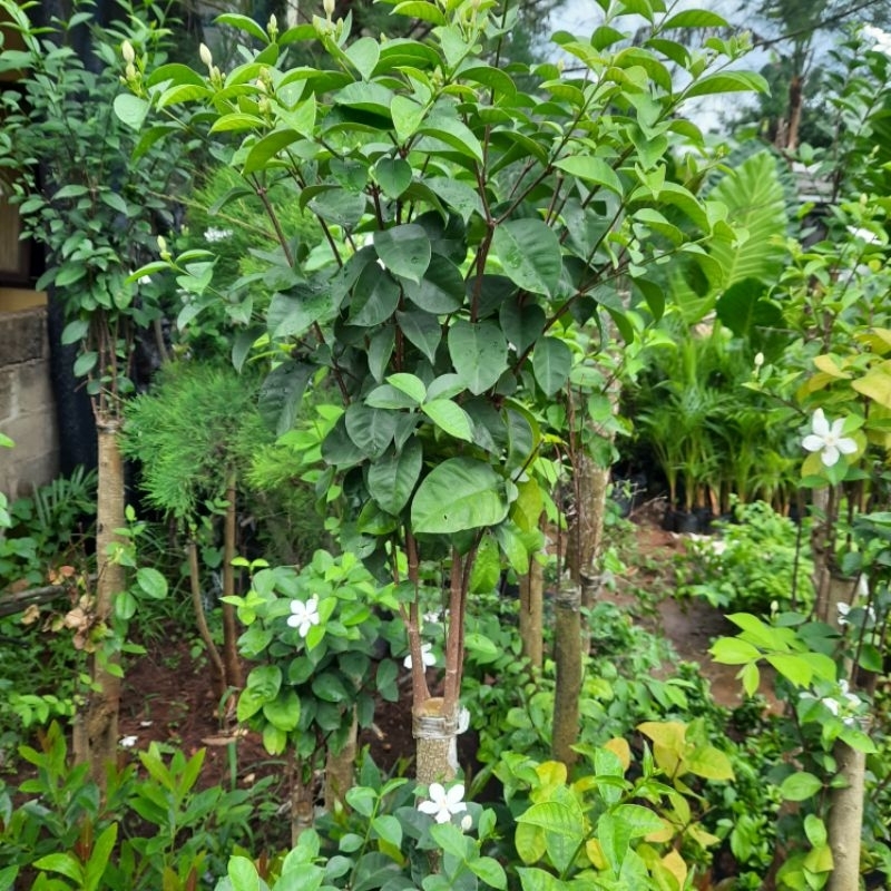Jual tanaman bunga melati jasmine tinggi 1 meter melati yasmin bunga ...