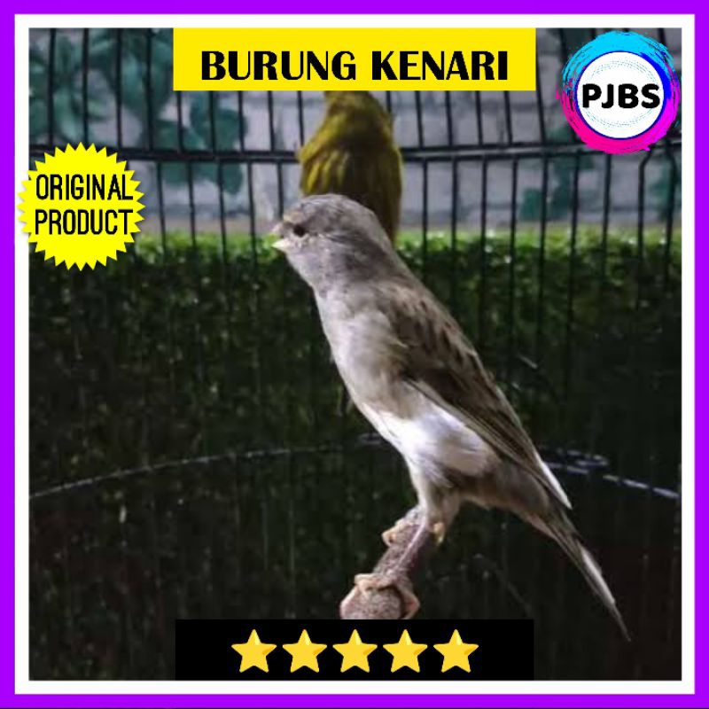 Jual BURUNG KENARI LOKAL SUPER LOPER JANTAN | Shopee Indonesia