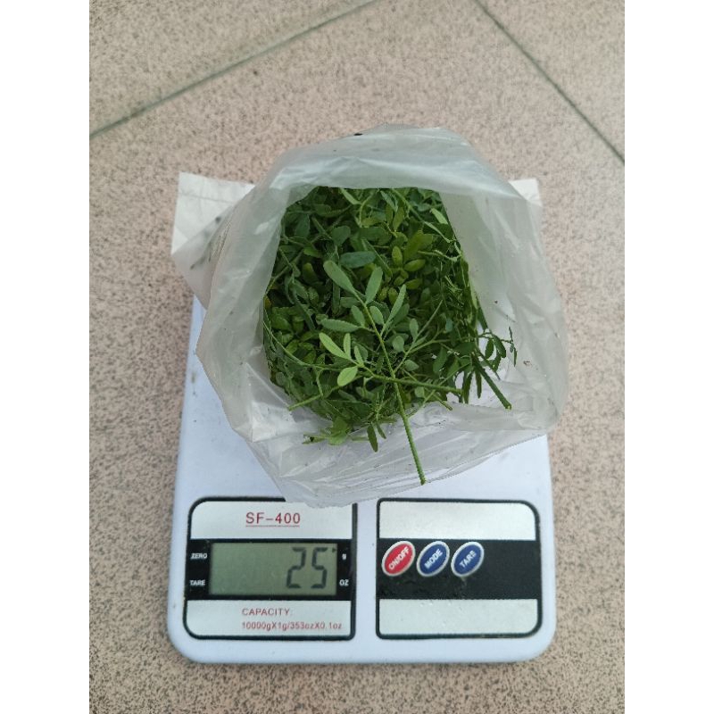 Jual daun inggu / chau chau / Ruta graveolens per 25 gr | Shopee Indonesia