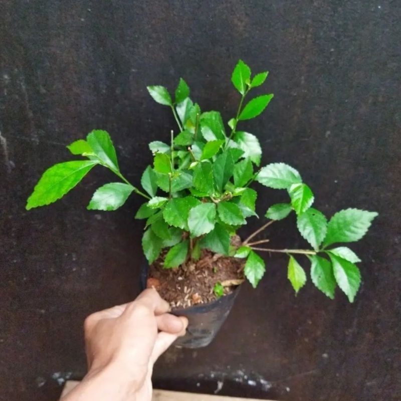 Jual PROMO 100 tanaman pagar teh tehan pohon pangkas hijau tanaman ...