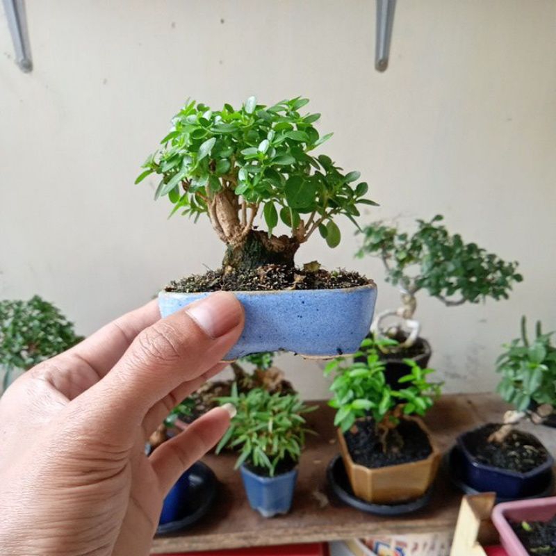 Jual Bonsai mini/shito bonsai/plant gift/tanaman kado/hampers + pot ...