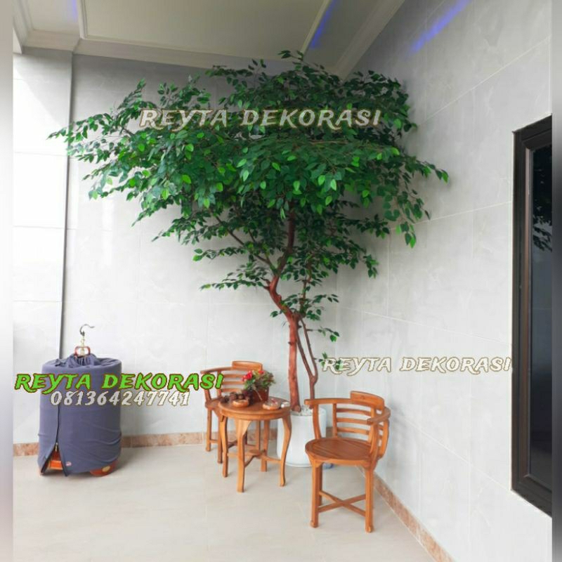 Jual pohon besar beringin tinggi 2,5mtr / daun beringin bunga hias ...