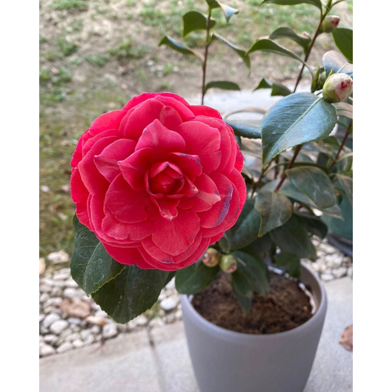 Jual Tanaman Bunga CAMELIA Sudah Berbunga WARNA RANDOM | Shopee Indonesia