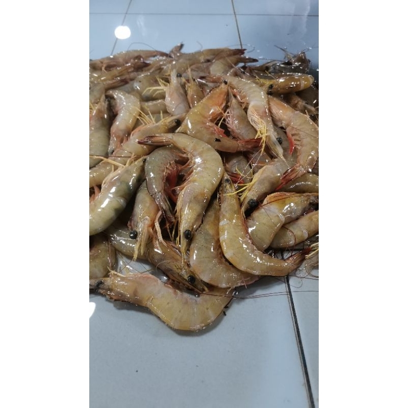 Jual UDANG BESAR 500g | Shopee Indonesia