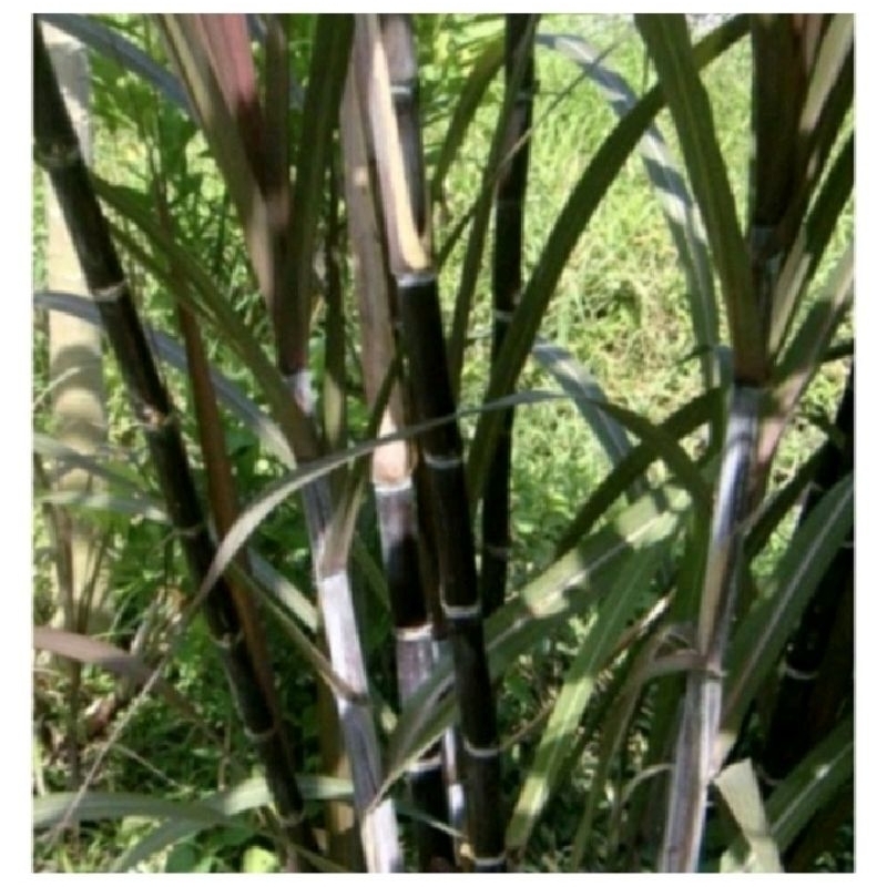 Jual Tebu Wulung/tebu Ireng tebu hitam asli 30cm | Shopee Indonesia