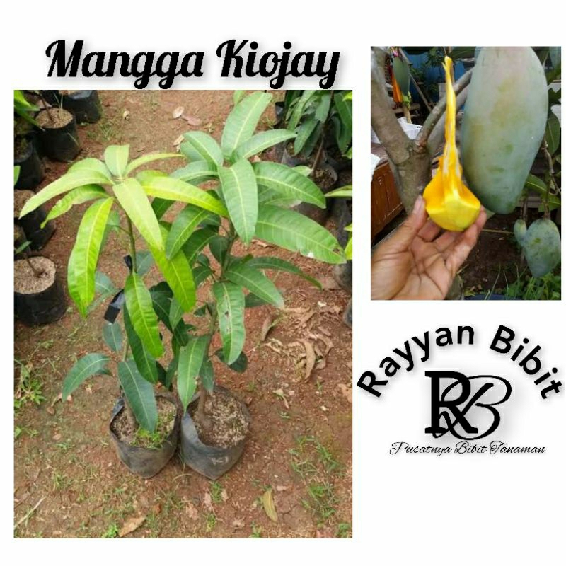 Jual Bibit mangga kiojay okulasi mangga kiojai mangga jumbo | Shopee ... Jual Bibit mangga kiojay okulasi mangga kiojai mangga jumbo | Shopee ...