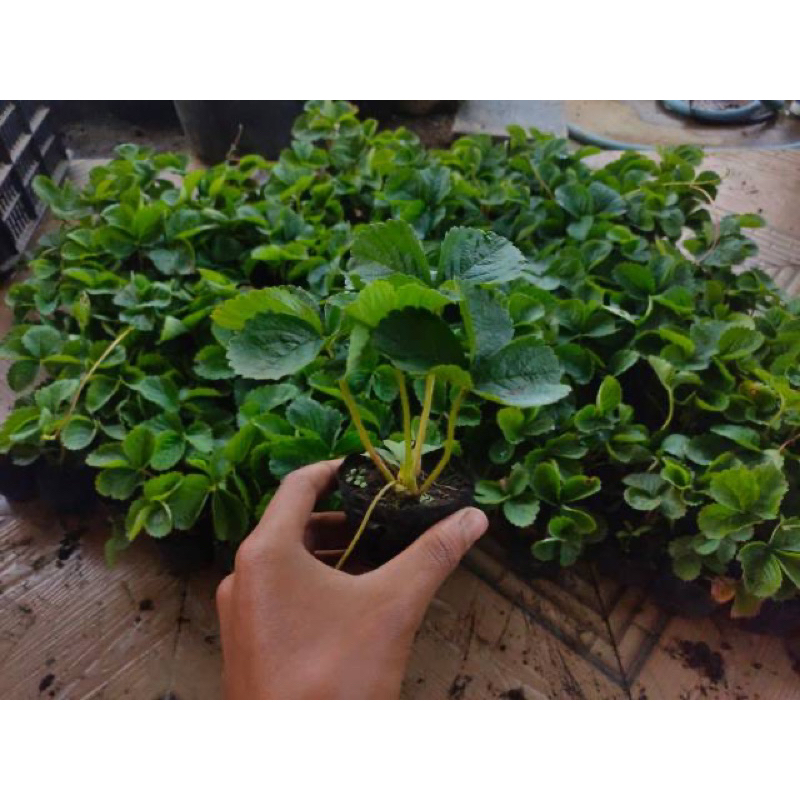 Jual Bibit Tanaman Strawberry California/Strawberry Jumbo Termurah ...