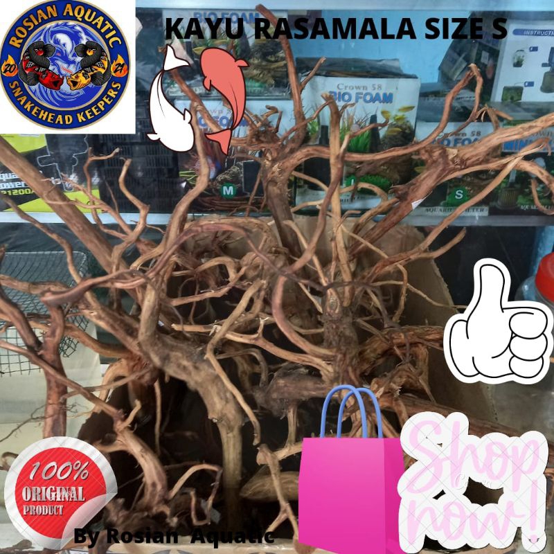 Jual Akar kayu Rasamala uk s | Shopee Indonesia