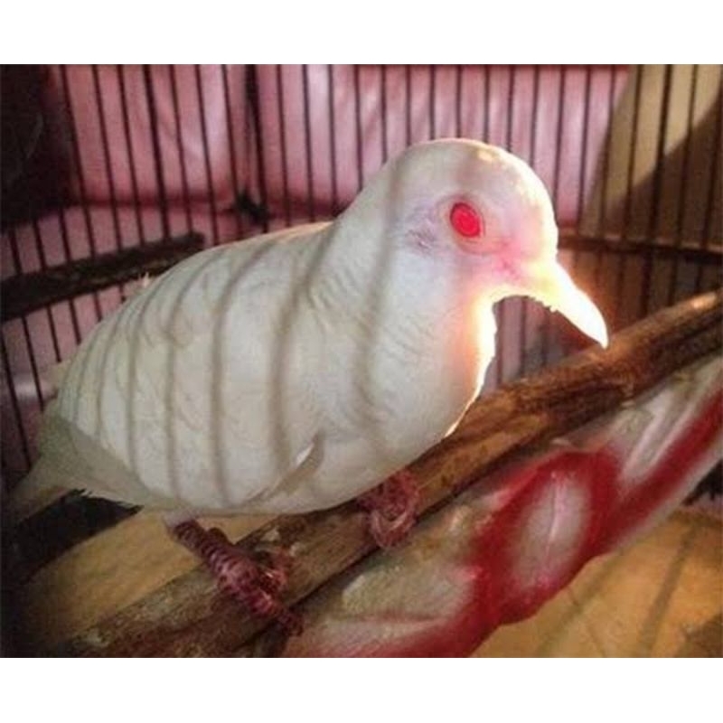 Jual PERKUTUT KUTUT PUTIH LURIK DEWASA SUPER MATA MERAH | Shopee Indonesia