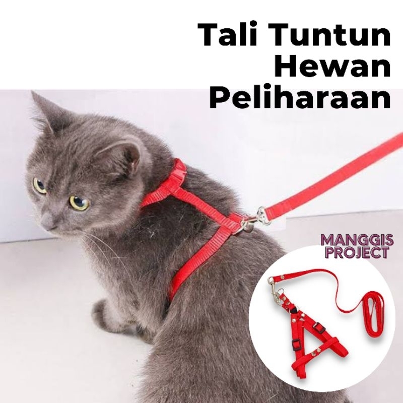 Jual Tali Harness Y dan H Tali Tuntun Kucing Kelinci Otter Anjing Kecil ...