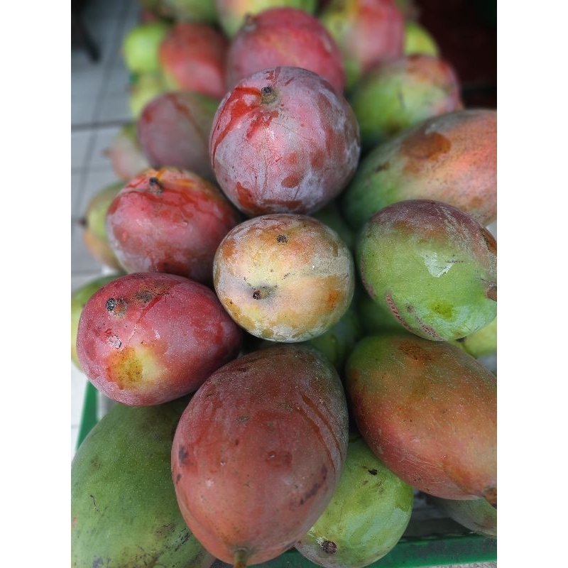 Jual Mangga Brazil/Erwin 1kg | Shopee Indonesia