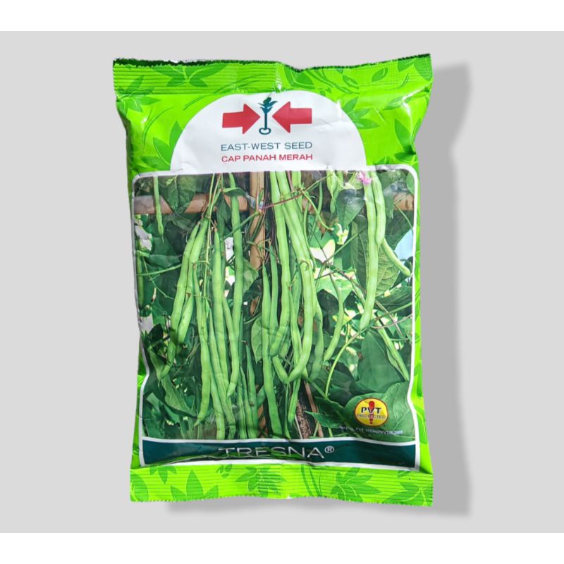 Jual Benih KACANG BUNCIS TRESNA 500 gr ( Original ) | Shopee Indonesia
