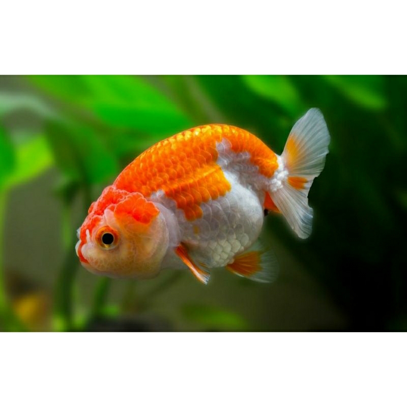 Jual IKAN KOKI RANCU SIZE M | Shopee Indonesia