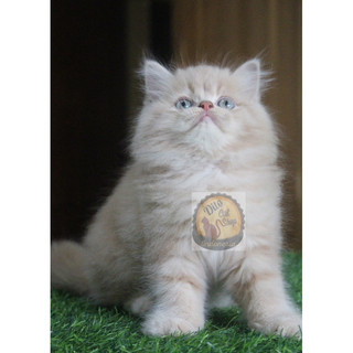 Jual Kucing Persia Anggora Himalaya Munchkin Ragdol Bigbone Kitten ...