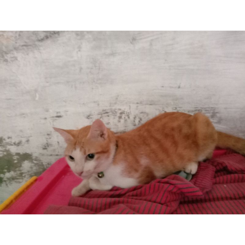Jual (PROMO BELI 2 KUCING 50.000 SAJA, BLM TERMASUK ONGKIR) OPEN ADOPT ...