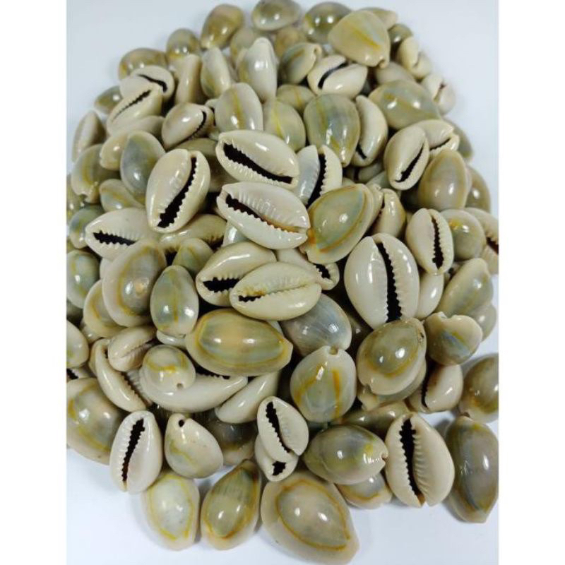 Jual Biji Congklak - Kerang - Kuwuk 100 gram | Shopee Indonesia