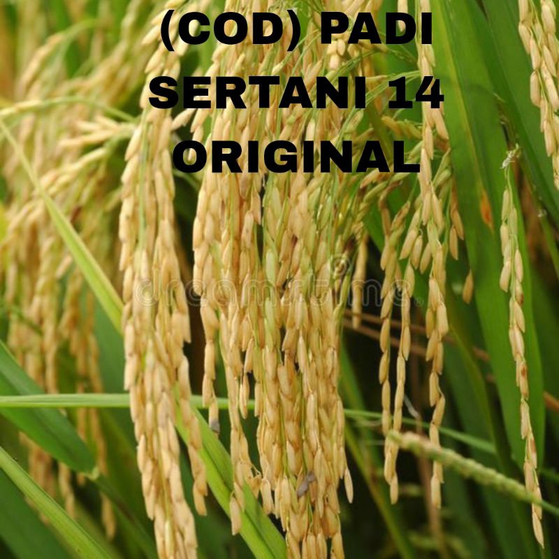Jual (COD)BENIH PADI UNGGUL SERTANI 14 BENIH PADI ORIGINAL 1KG | Shopee ...