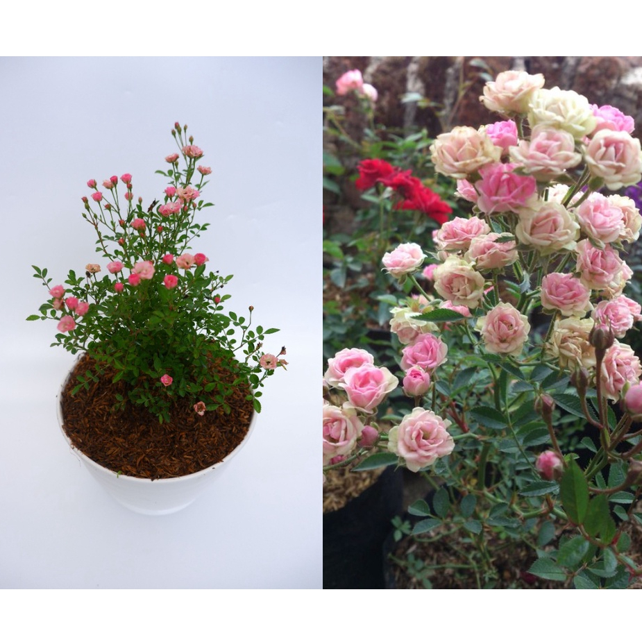 Jual Tanaman Hias Baby Rose - Bunga Mawar Babyrose Sudah Berbunga ...