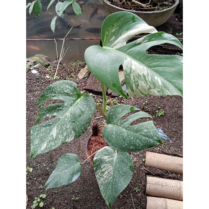 Jual monstera varigata ekonomis - monstera variegata - foto real ...