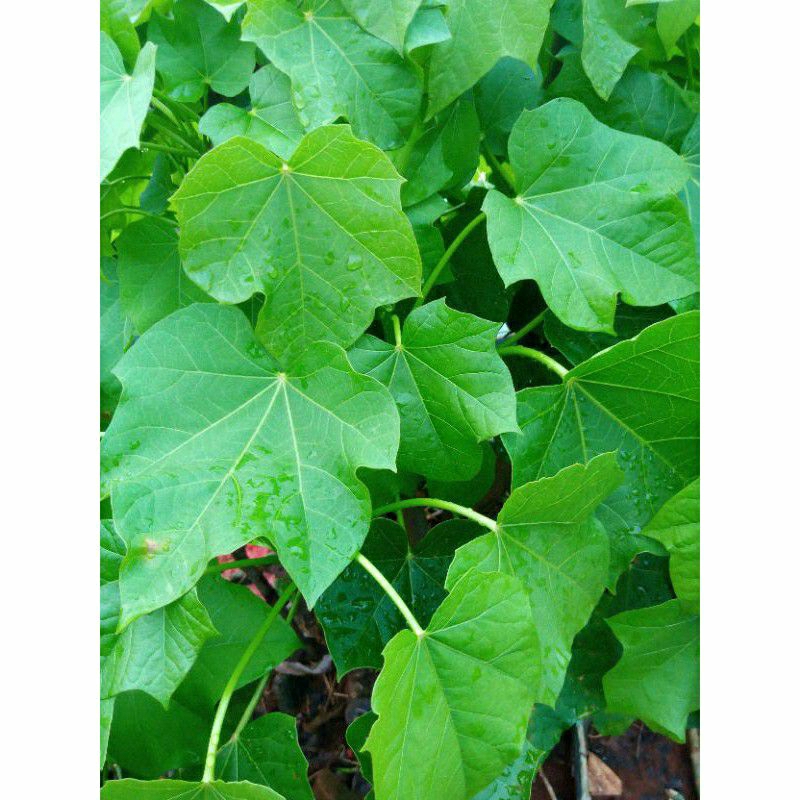 Jual Daun jarak pagar segar/1Lembar | Shopee Indonesia