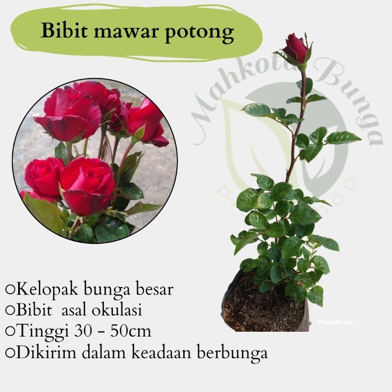 Jual bibit mawar potong kelopak bunga besar | Shopee Indonesia