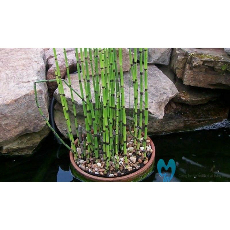 Jual Tanaman hias hidup bambu air plus pot tawon Tanaman hias bambu air ...