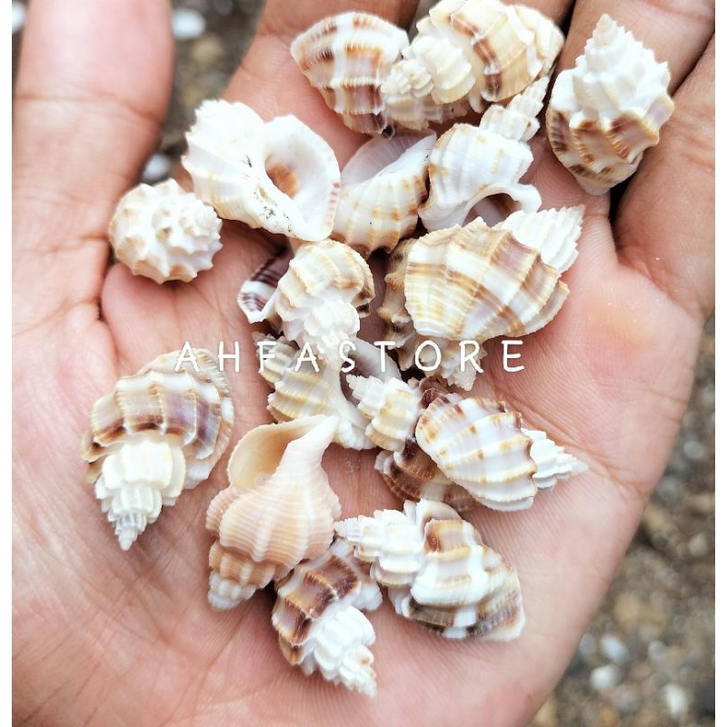 Jual Cangkang Kerang Cersen isi 50 biji Bahan Kerajinan Kerang | Shopee ...