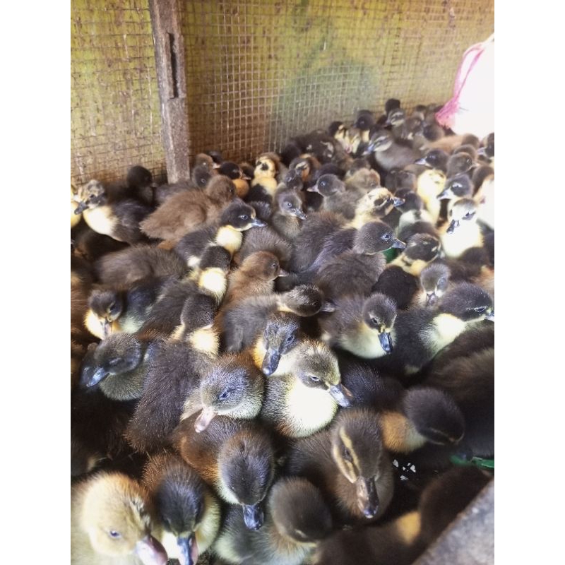 Jual BIBIT BEBEK HIBRIDA PILIHAN - BEBEK PEDAGING - DOD HIBRIDA ...