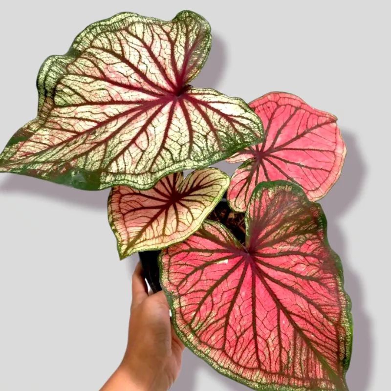 Jual KELADI/CALADIUM SRIKANDI DAUN GANDA THAILAND SERIES | Shopee Indonesia