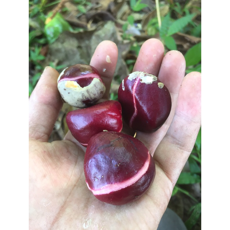 Jual SEGAR HERBAL BUAH/KACANG COLA LANGKA FRESH 1 KG | Shopee Indonesia
