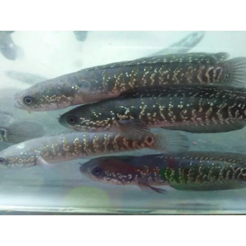 Jual ikan cana asiatica calon gondrong | Shopee Indonesia