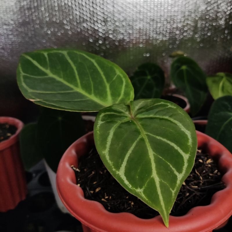 Jual anthurium Red Of Java (ROJ) | Shopee Indonesia