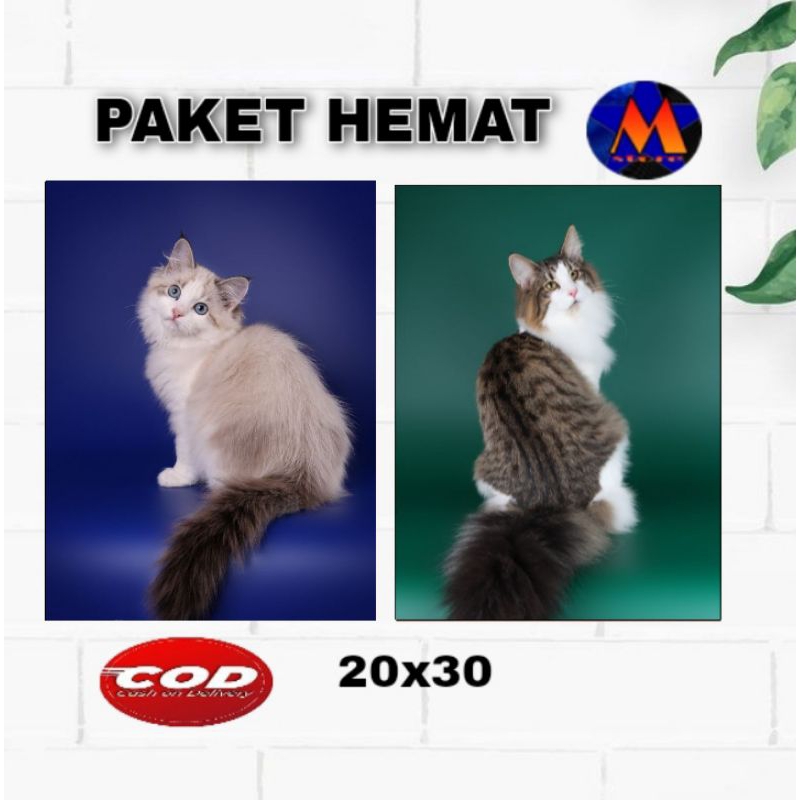 Jual 1 SET HIASAN DINDING TEMA KUCING/POSTER KAYU GAMBAR KUCING/POSTER ...