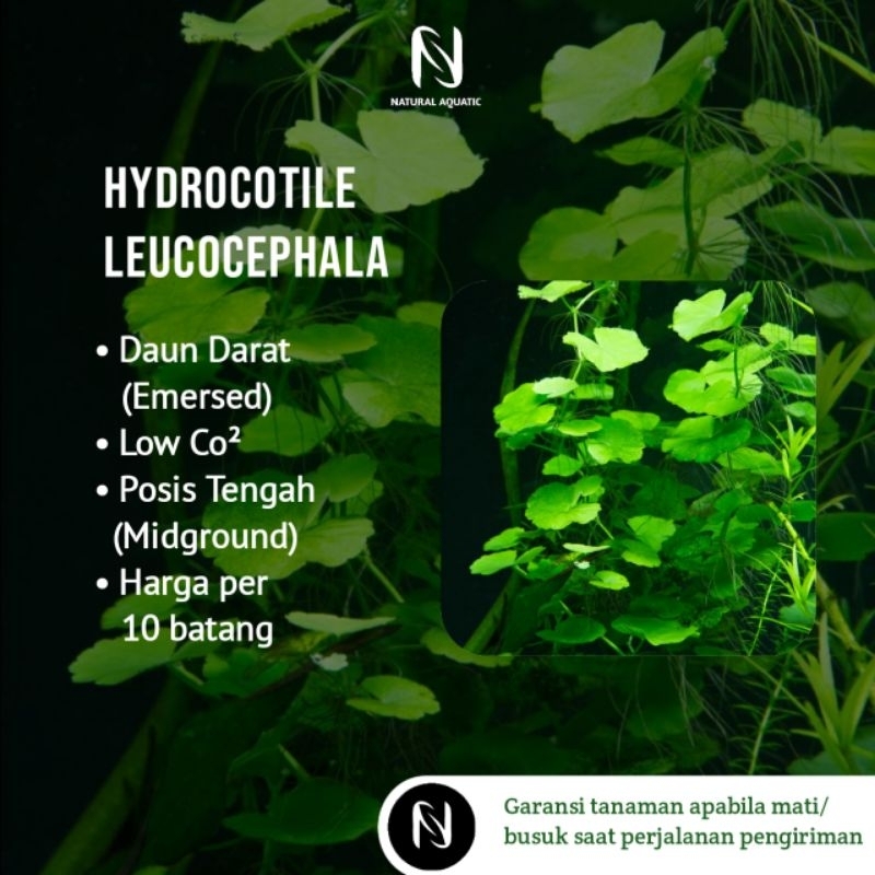 Jual hydrocotyle Leucocephala Tanaman Aquascape / Aquascape Plant ...