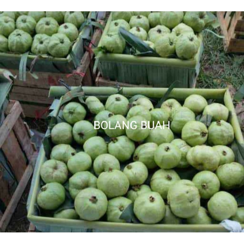 Jual jambu kristal khas bogor isi 1kg | Shopee Indonesia