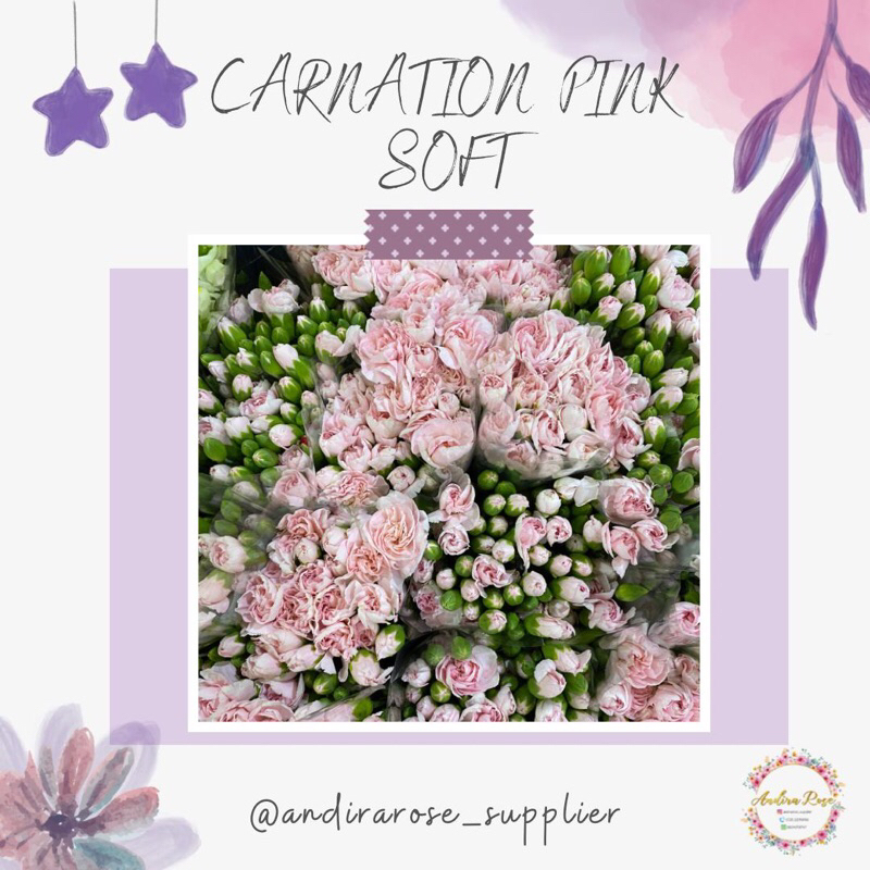 Jual CARNATION (Anyelir Bunga Potong Segar) | Shopee Indonesia