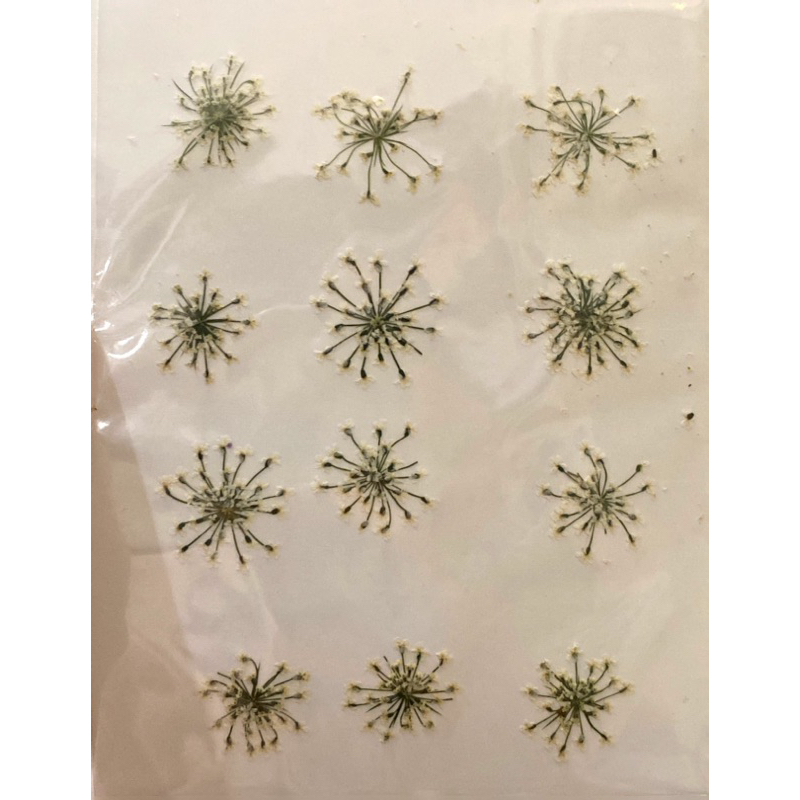 Jual READY STOCK! 12pcs Bunga Ammi Majus Kering Jumbo/Pressed Daisy ...