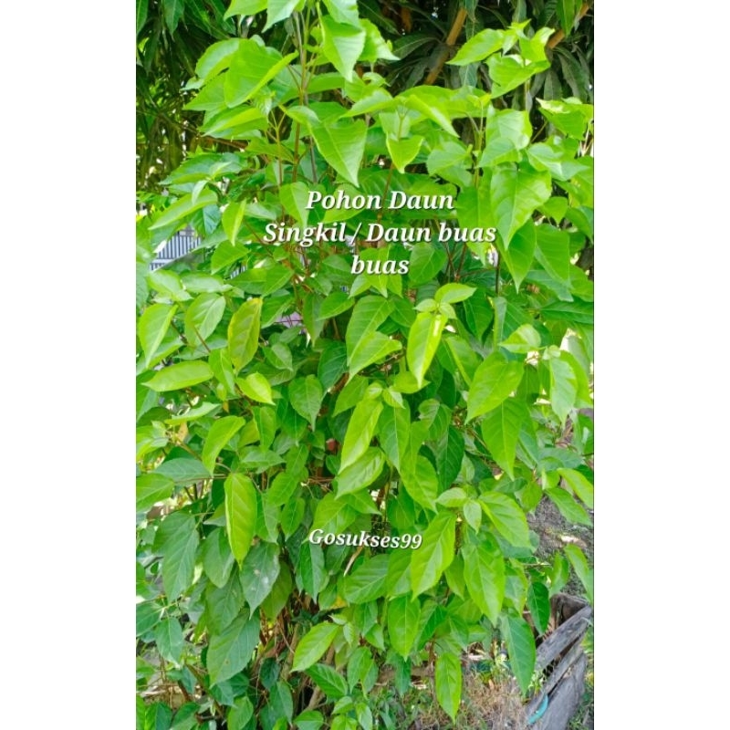 Jual Bibit Pohon Daun Singkil Buas buas Obat herbal anti tumor ...