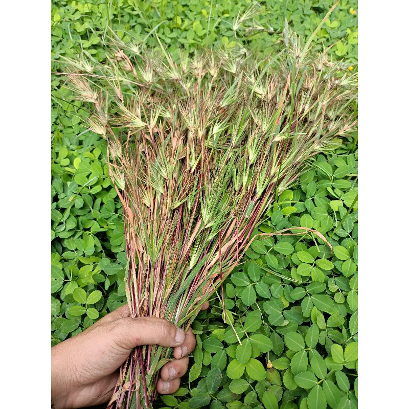 Jual Rumput merakan rumput bujang rumput perindu 500gram | Shopee Indonesia