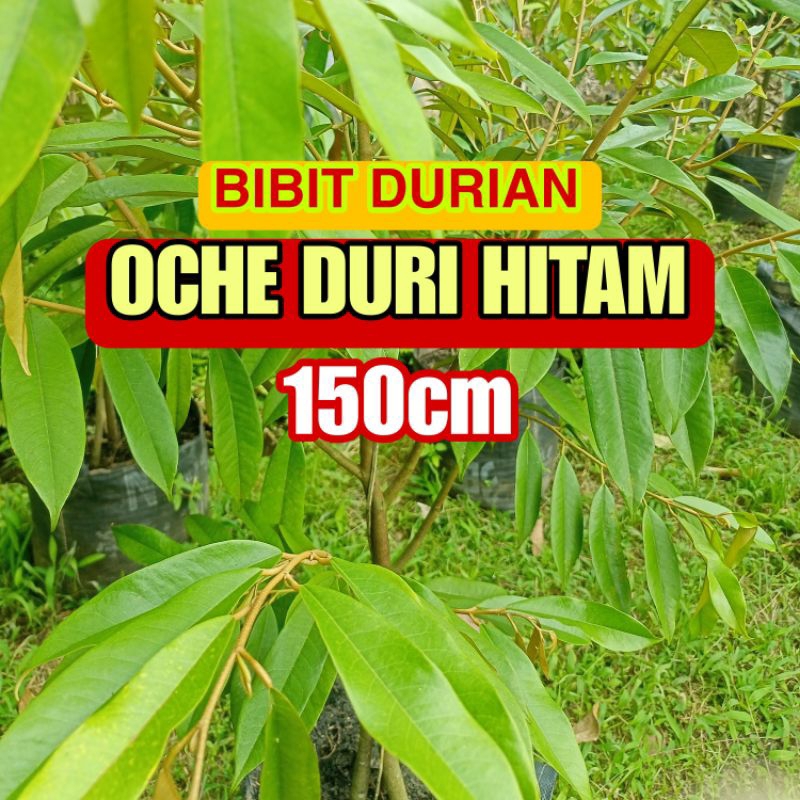 Jual BIBIT DURIAN OCHEE / DURI HITAM TINGGI 140 - 150cm | Shopee Indonesia