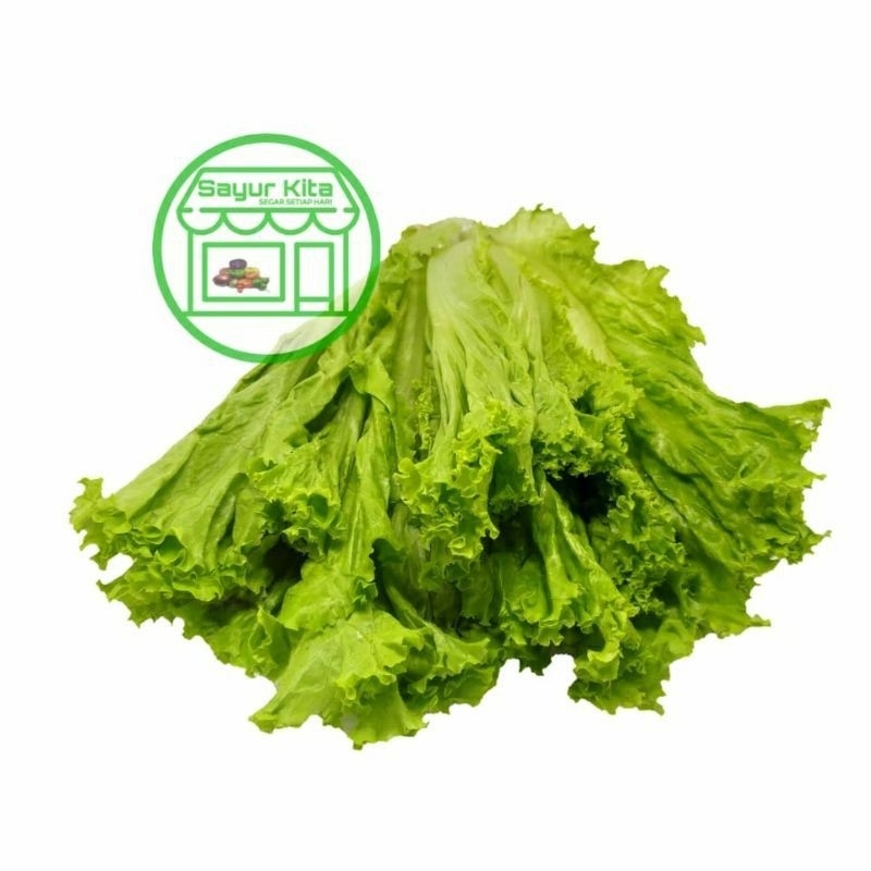 Jual selada kriting 500 gram | Shopee Indonesia