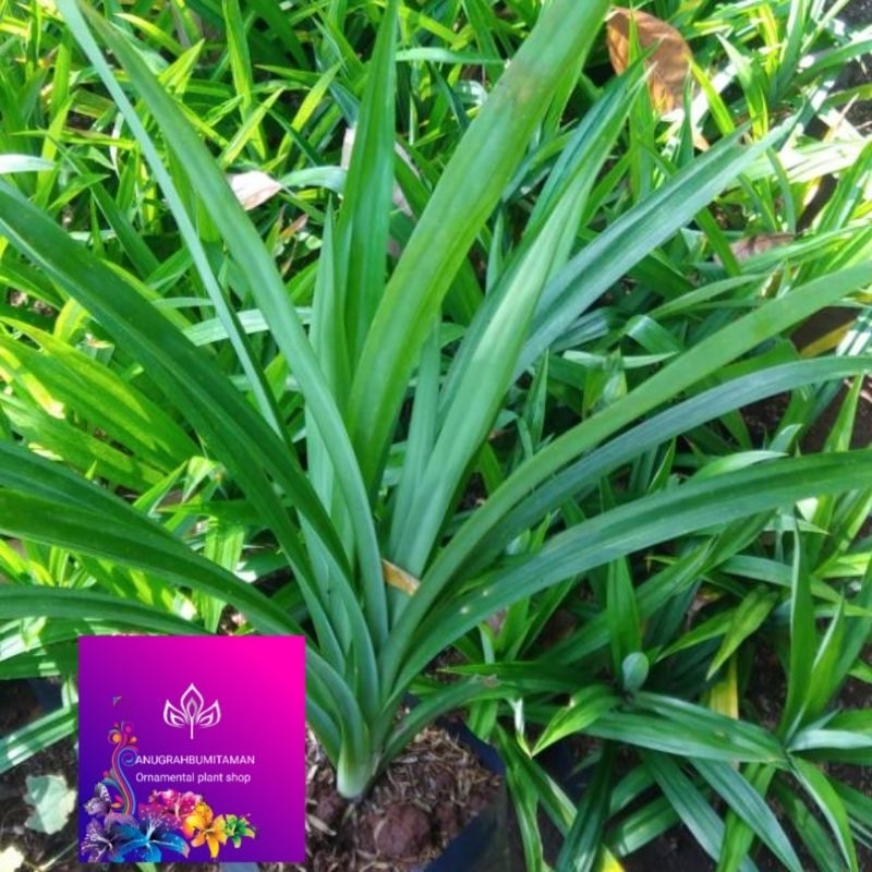 Jual Pohon pandan wangi sudah besar | Shopee Indonesia
