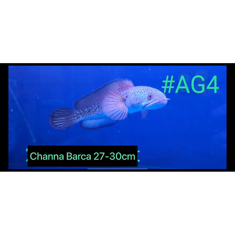 Jual Channa Barca 27-30cm | Shopee Indonesia