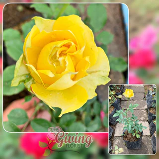 Jual Bunga Mawar Kuning Terlengkap & Harga Terbaru Juli 2024 | Shopee ...