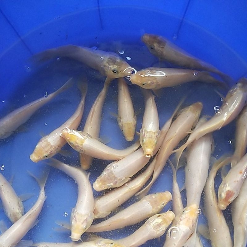 Jual ikan mas putih ikan koi putih cream | Shopee Indonesia