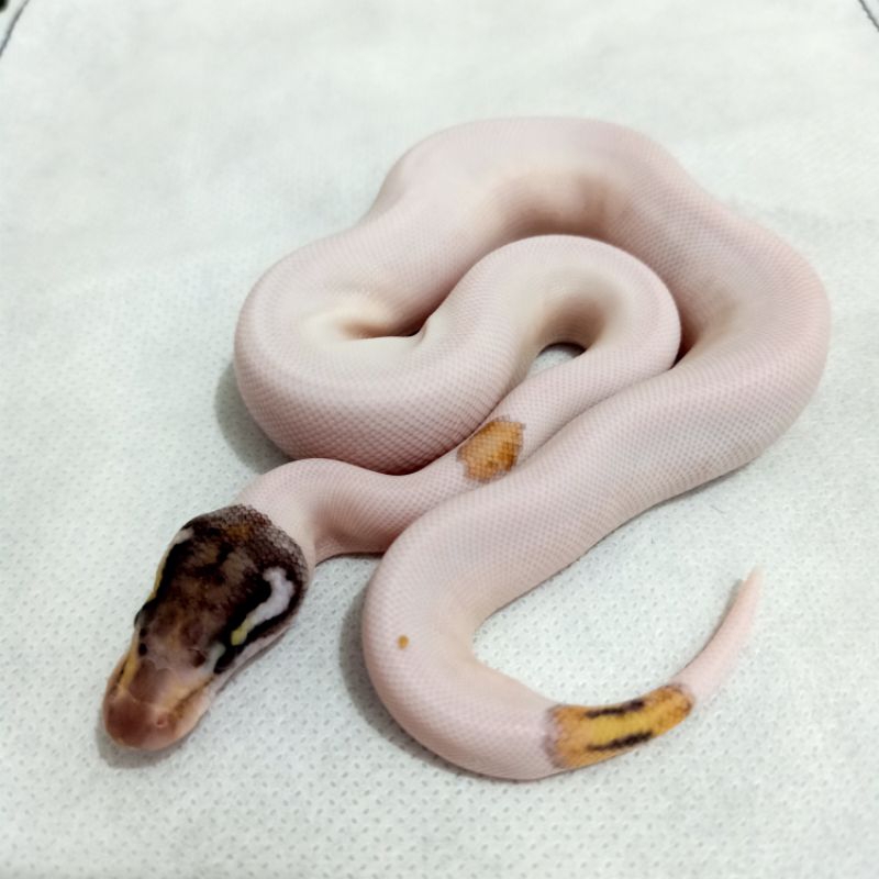 Jual Pastel Pinto Pied Ball Python Female | Shopee Indonesia
