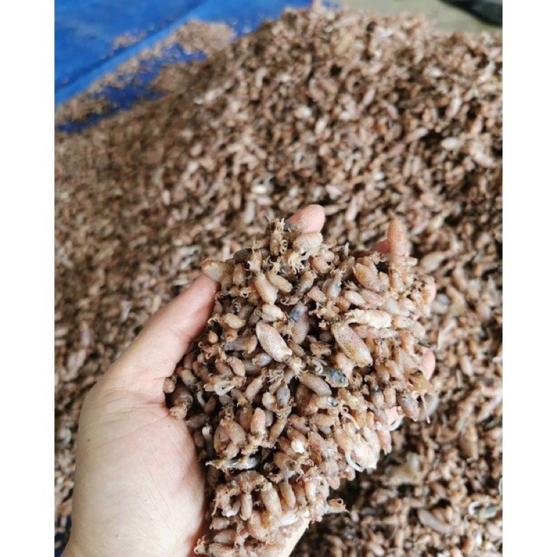 Jual baby cumi super premium kemasan 1kg | Shopee Indonesia