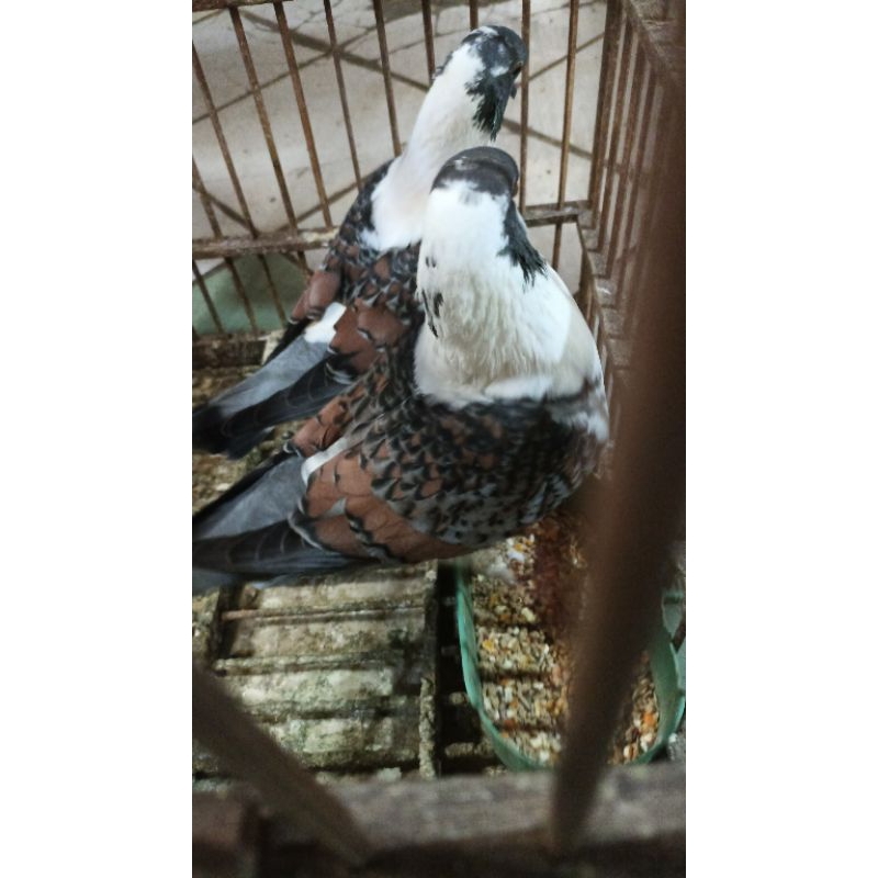 Jual merpati hias modena sepasang jantan dan betina | Shopee Indonesia