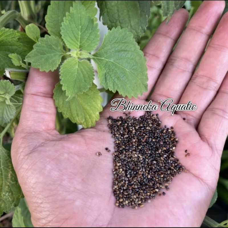 Jual Pohon Matcho Daun Mat Cho Maco Macau Obat Suci Dewa Tolak Bala ...