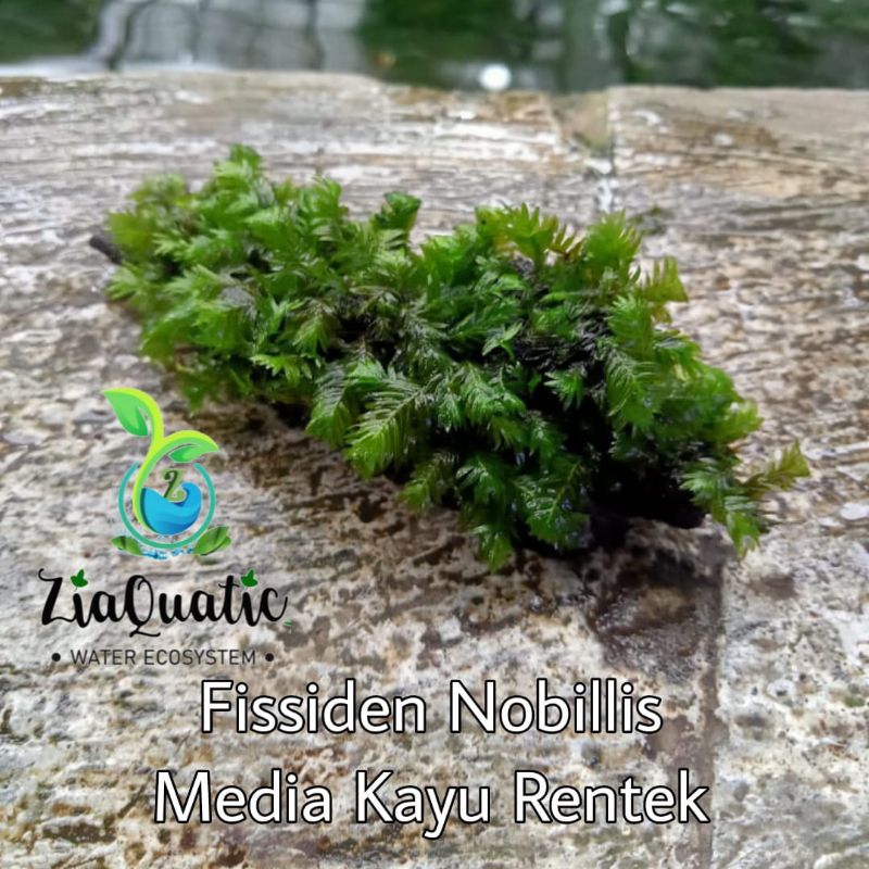 Jual Tanaman Aquascape Moss Fissiden Nobillis Media Kayu Rentek (Rare ...